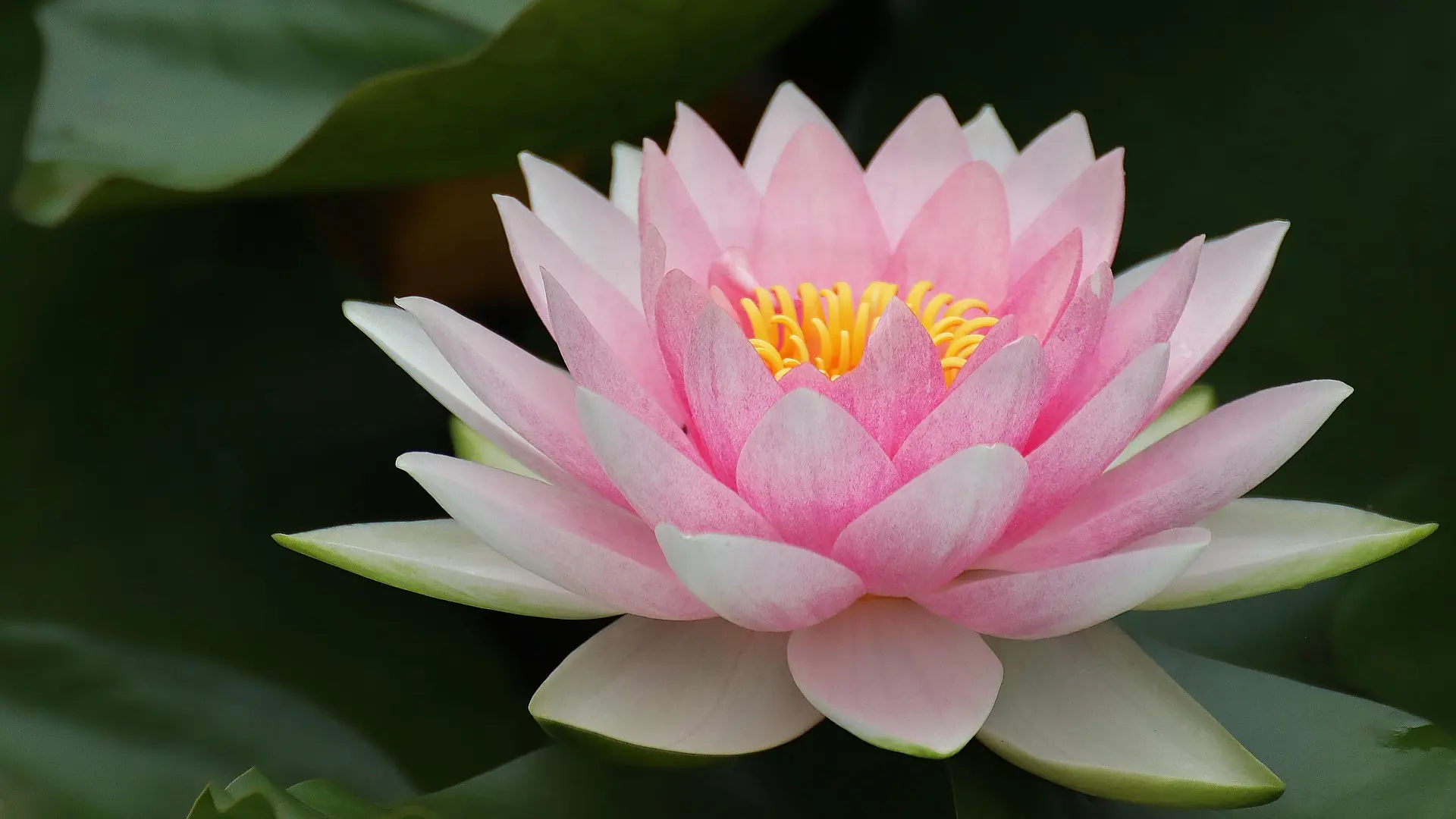 Egzotični cvet opojnog mirisa: Zasadite ga sada i bujaće celog leta